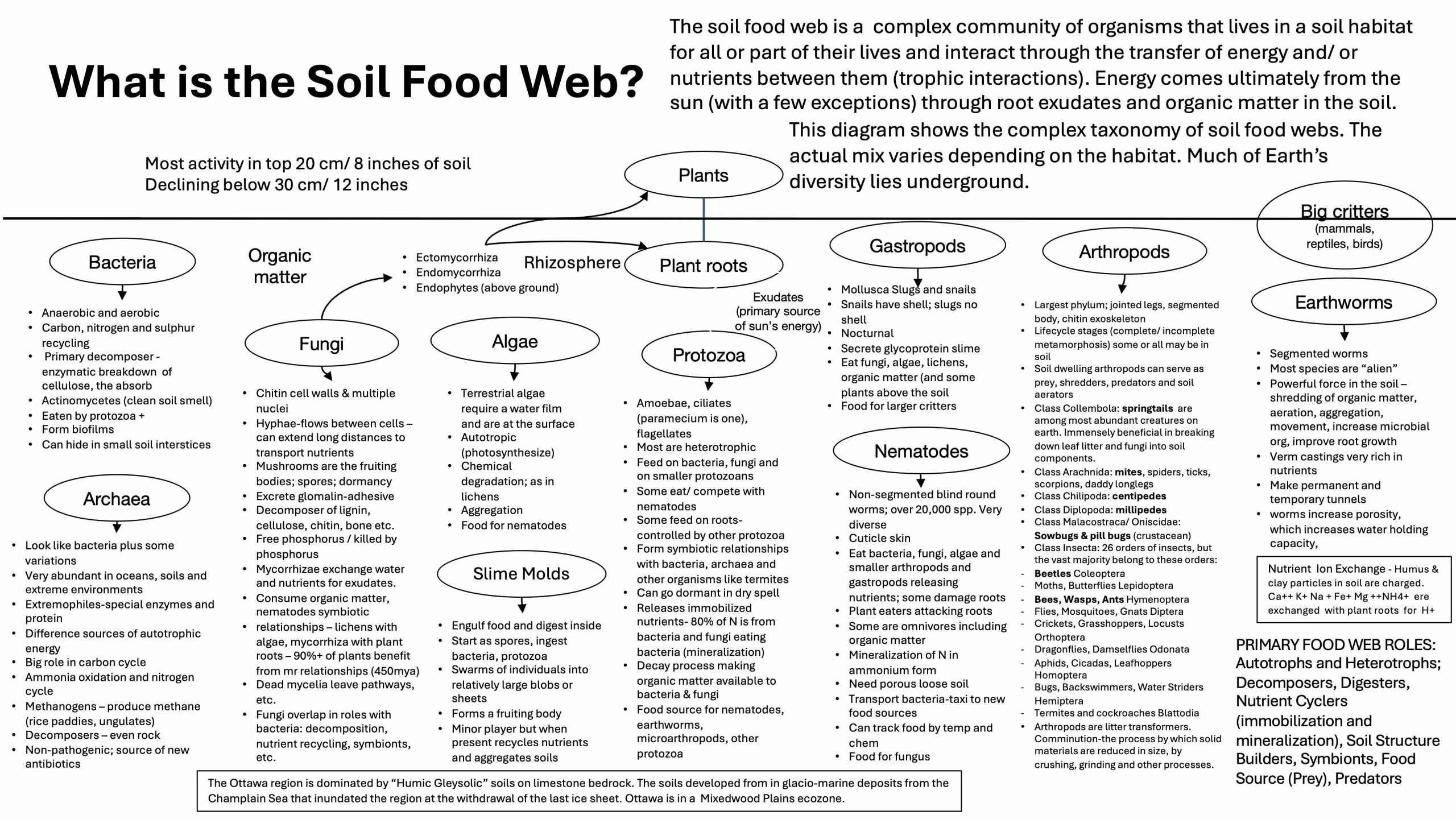 Sustainability and Umwelten of the Soil Food Web | Art That Makes a ...
